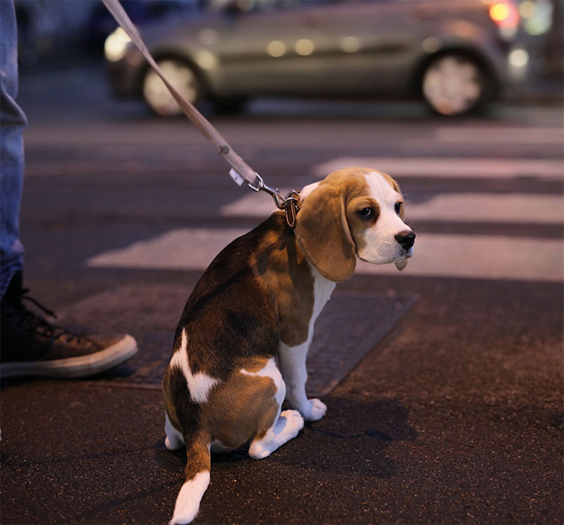 The Incredible World of Seeing Eye Dogs - National Seeing Eye Dog Day ...