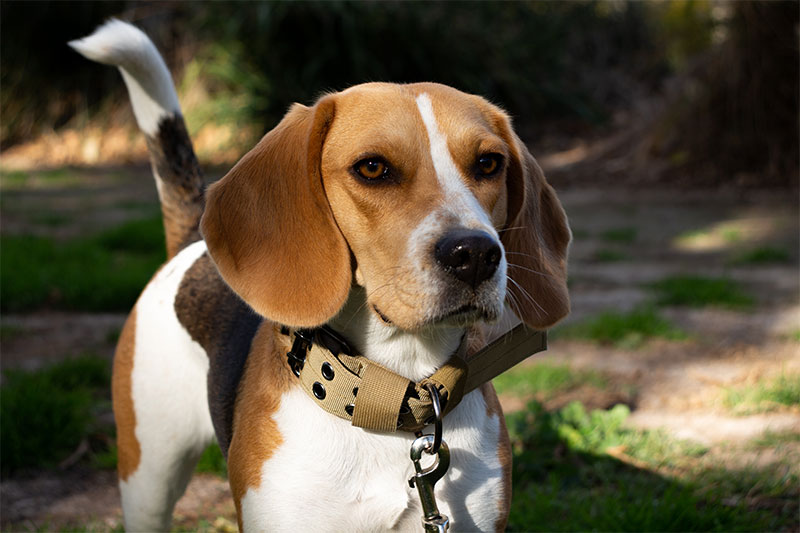 The Incredible World of Seeing Eye Dogs - National Seeing Eye Dog Day ...