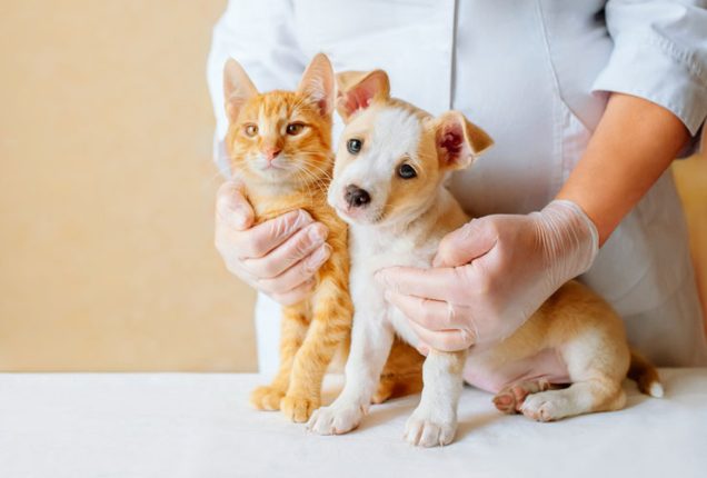 Protect Your Pet: National Animal Poison Prevention Week and Tips for ...