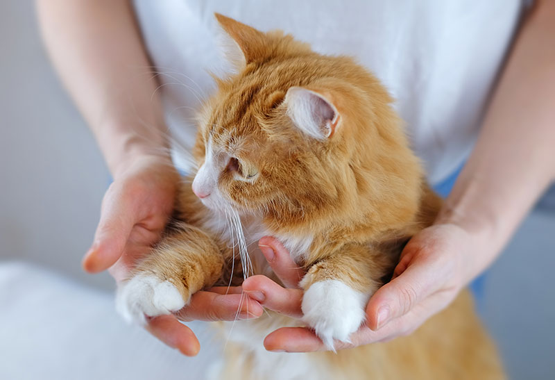 Protect Your Pet: National Animal Poison Prevention Week and Tips for ...