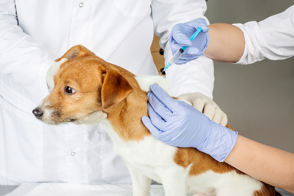 Safeguarding Your Furry Friends: Top Vaccines For Your Pets - Eastwaye ...