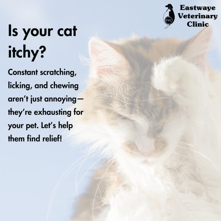 All About Your Itchy Pet: What’s Causing That Scratch? - Eastwaye ...